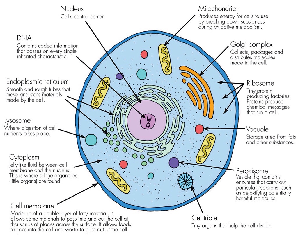 Human Body Cell Structure