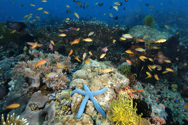 Ocean Habitats By Samantha Simms - Lessons - Blendspace
