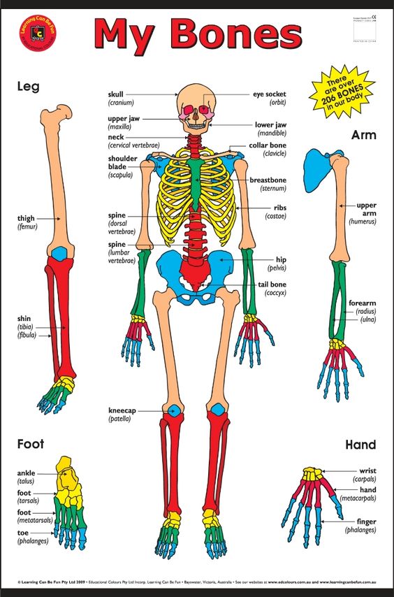 where-would-you-be-without-your-bones-learn-more-about-t