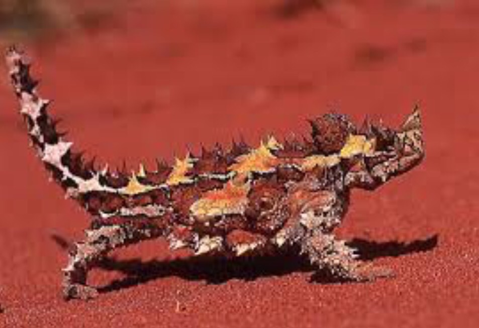 Thorny Devil