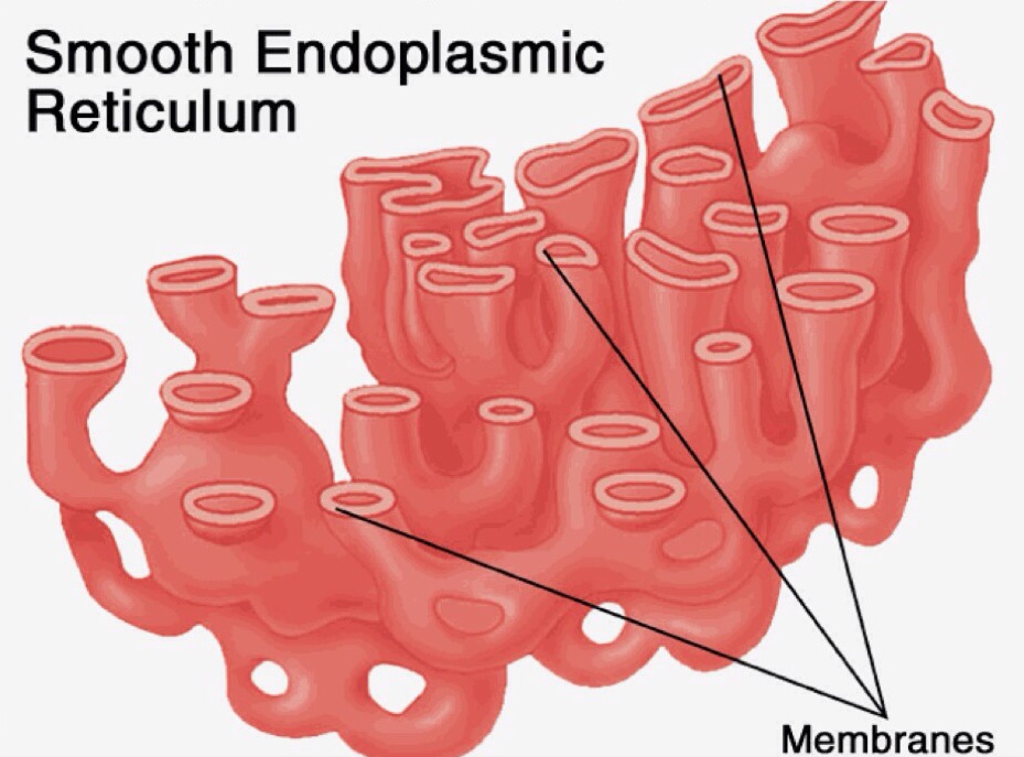Endoplasmic Reticulum The Lipid And Protein Processing Machinery Of