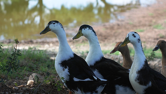 Male Magpie Ducks