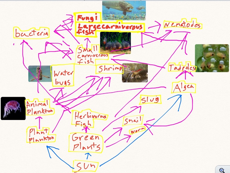 Simple Freshwater Biome Food Web